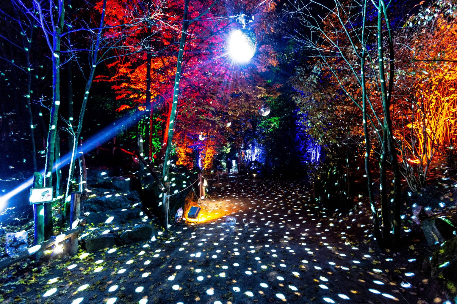 Christmas Garden: Millionen Lichtpunkte auf der Insel Mainau - rv-news.de
